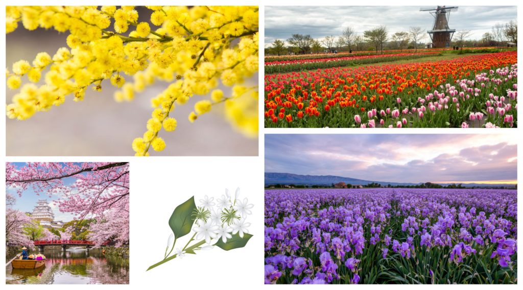 6 Countries and their National Flowers | Flower Wiki | JMC Florist