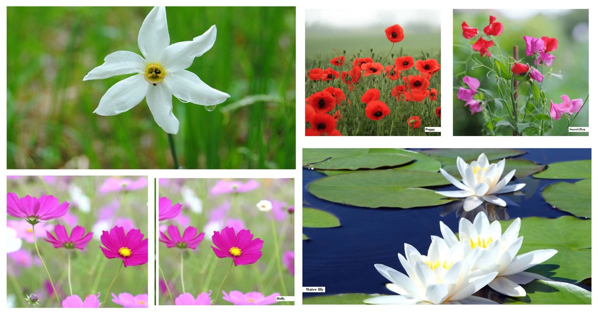 Find Out In Which Month A Flower Blooms